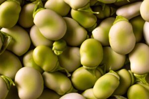 Jak uprawiać bób – kiedy podlewać, jak o nią dbać aby dobrze rosła, jak ...